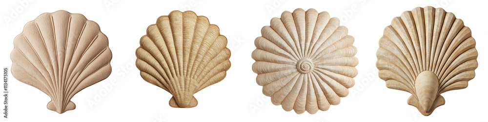 Elegant and natural spiral seashell patterns in various shapes and ...