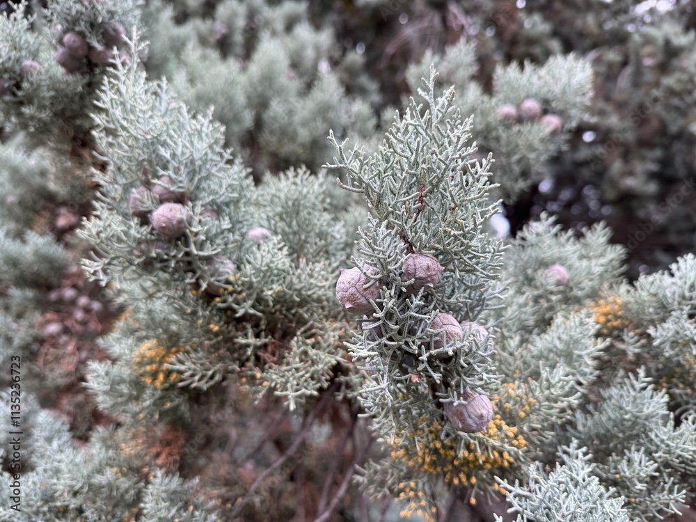 A large Hesperocyparis arizonica tree branch and many ripe cones. Cones ...