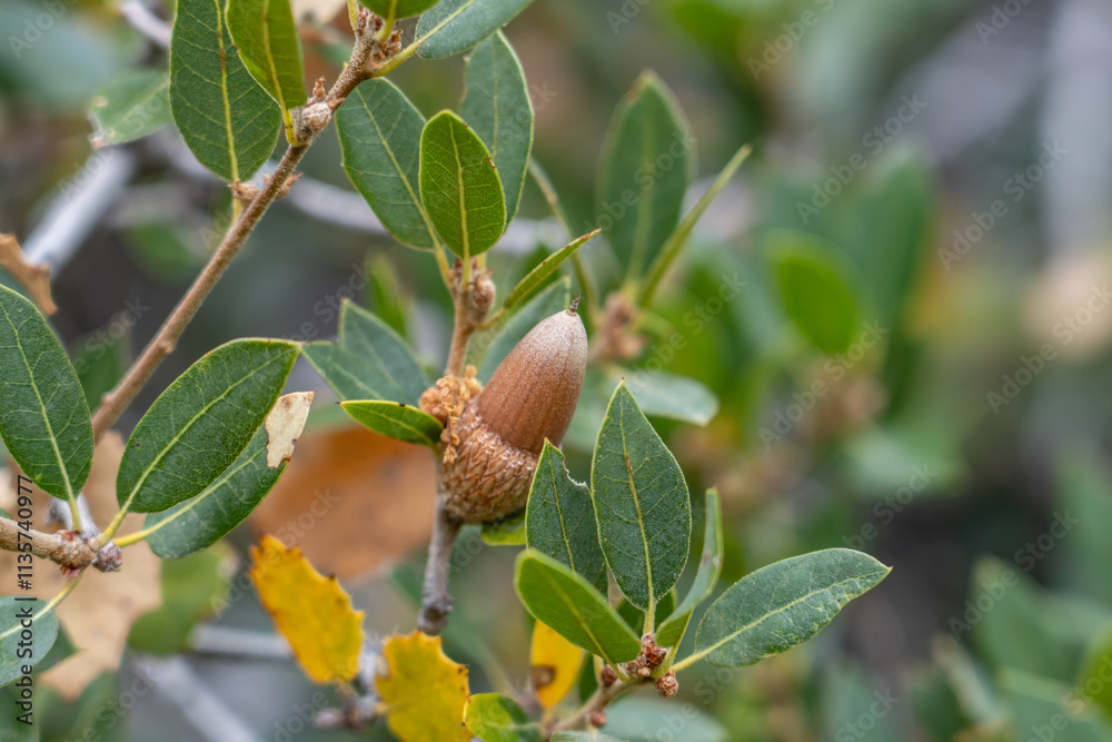 Quercus wislizeni, interior live oak, Mt Wilson Red Box Rd. San Gabriel ...