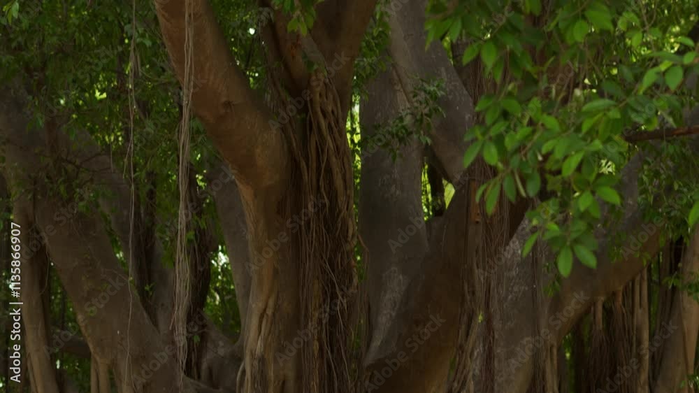 Entering under the expansive canopy of a giant banyan tree reveals its ...
