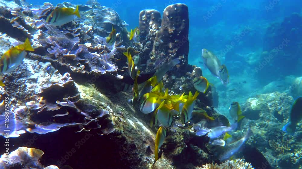 The vibrant coral reef ecosystem is filled with colorful tropical fish ...