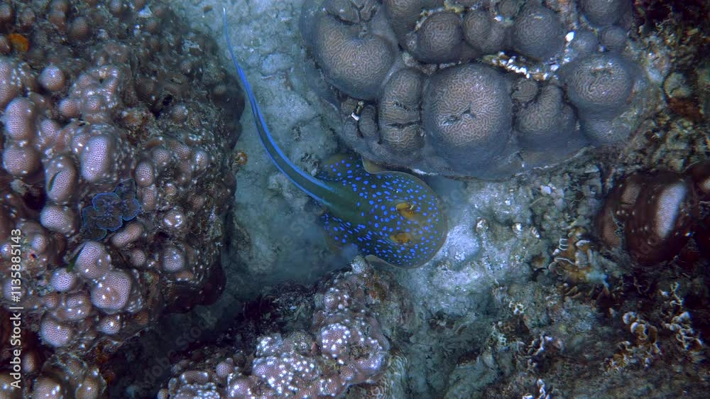 Marvel at the breathtaking underwater world with vibrant coral reefs ...