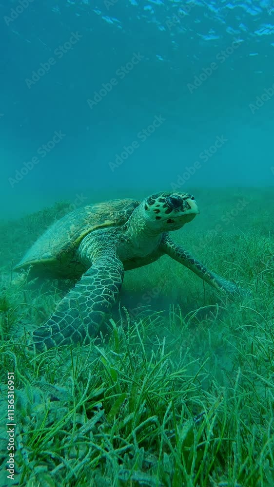 Vertical video, Camera zooming to sea turtle standing on flippers on ...