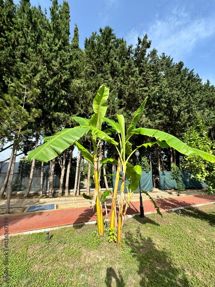 Banana plant sapling in the garden. Musa acuminata (Banana) tree. Fresh ...
