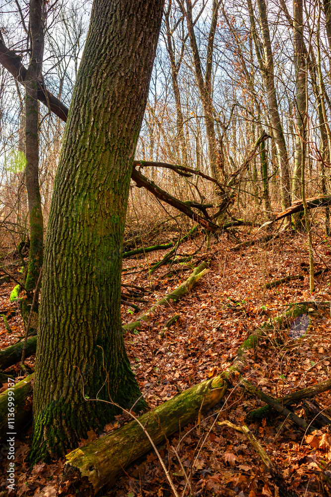 Beautiful landscape in the autumn forest , yellow and orange leaves ...