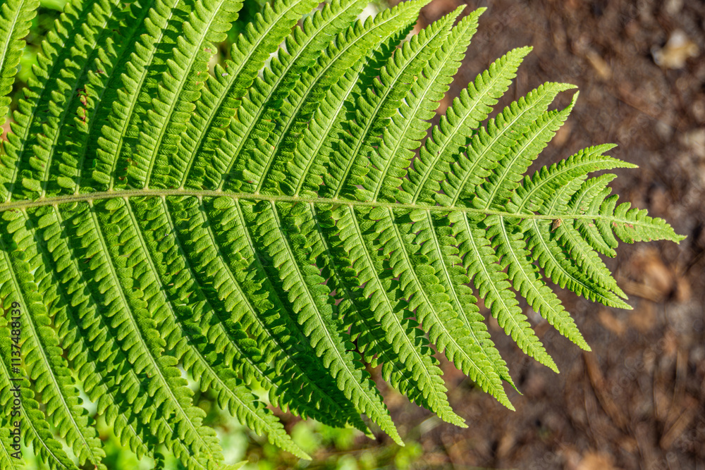 Detailed close-up of a big green fern leaf. Ideal for nature ...
