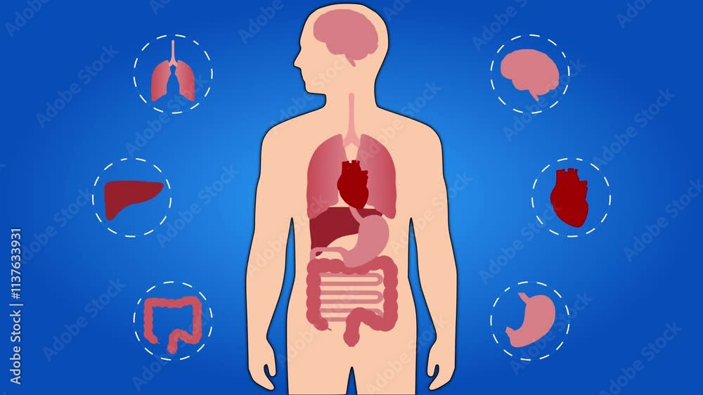 Detailed Human Anatomy Diagram with Internal Organs on Blue Background ...