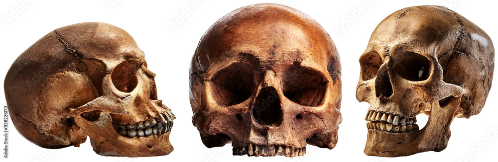 Extreme close-up, front and side view of three ancient human skulls ...