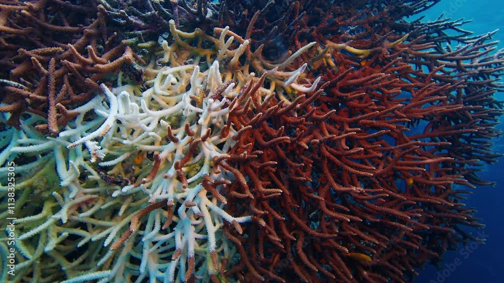 Staghorn coral suffering from coral bleaching with some remaining ...