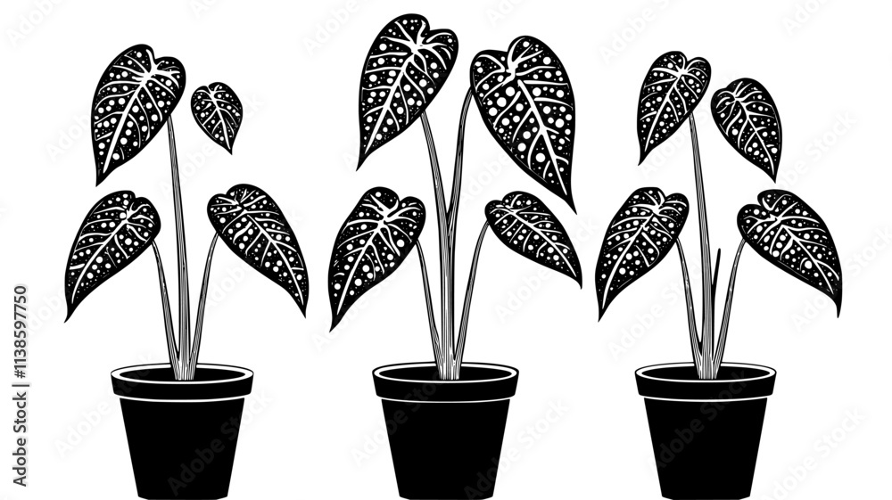 Poster Giant spadix emerging from spathe in conservatory setting, Plant ...