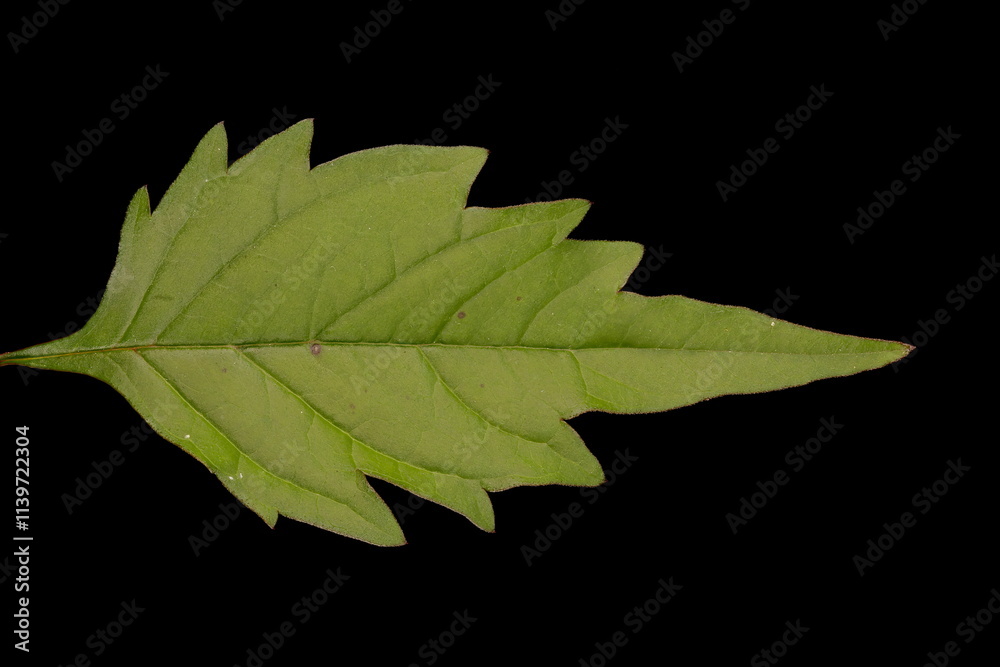 Poster Trumpet Vine (Campsis radicans). Leaflet Closeup – Wall Art ...