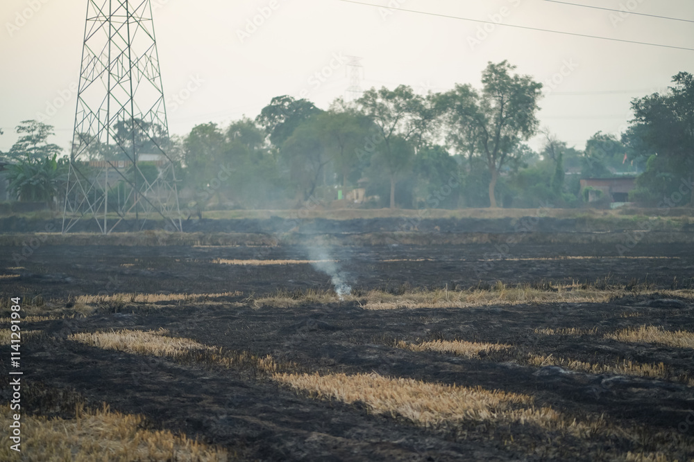 Crop stubble burning in field, Fire in agricultural land, Stubble fire ...