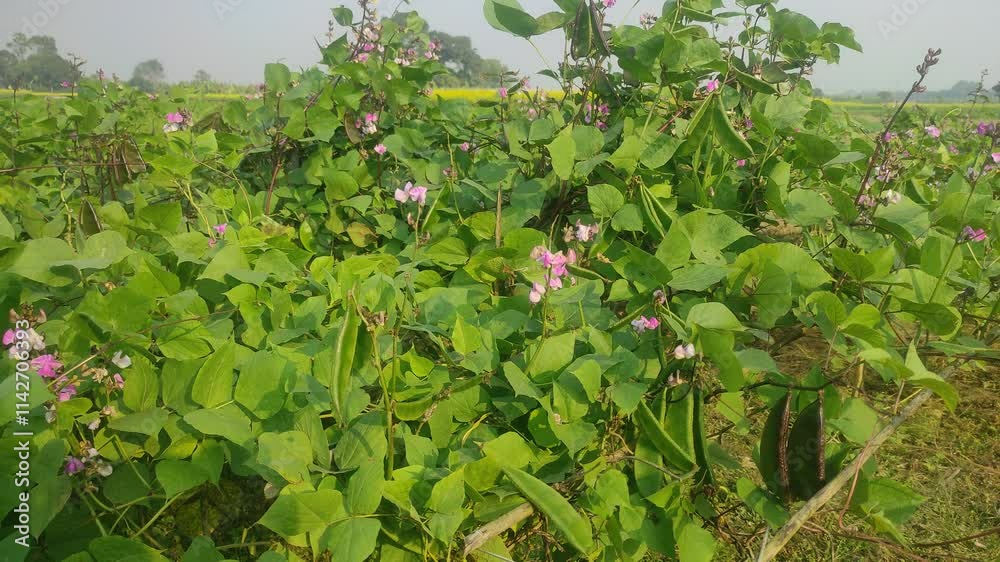 Lablab purpureus (Hyacinth bean, Dolichos bean, Seim bean, Lablab bean ...