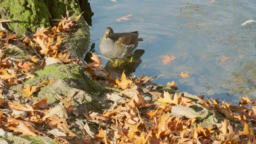 Gallinula chloropus reed water duck, marsh duck, small pigeon-sized ...