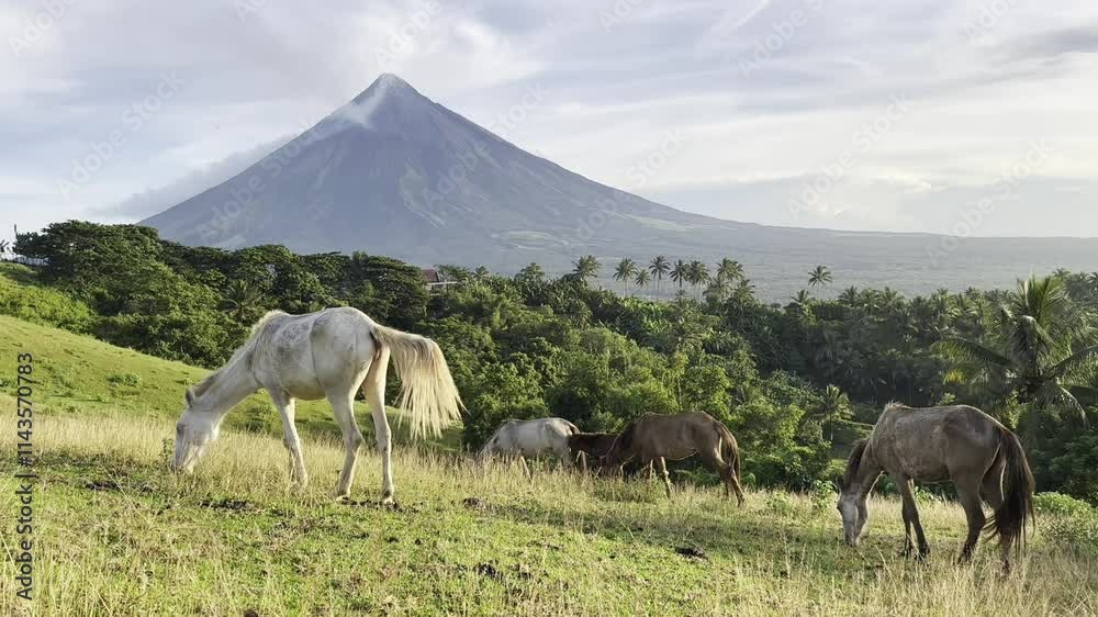 Mayon Volcano video clips with a beautiful sky and clouds with horse in ...