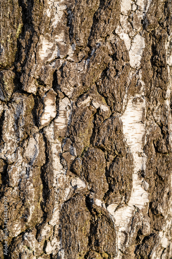 Betula pendula - Tree bark as a natural pattern. Stock Photo | Adobe Stock