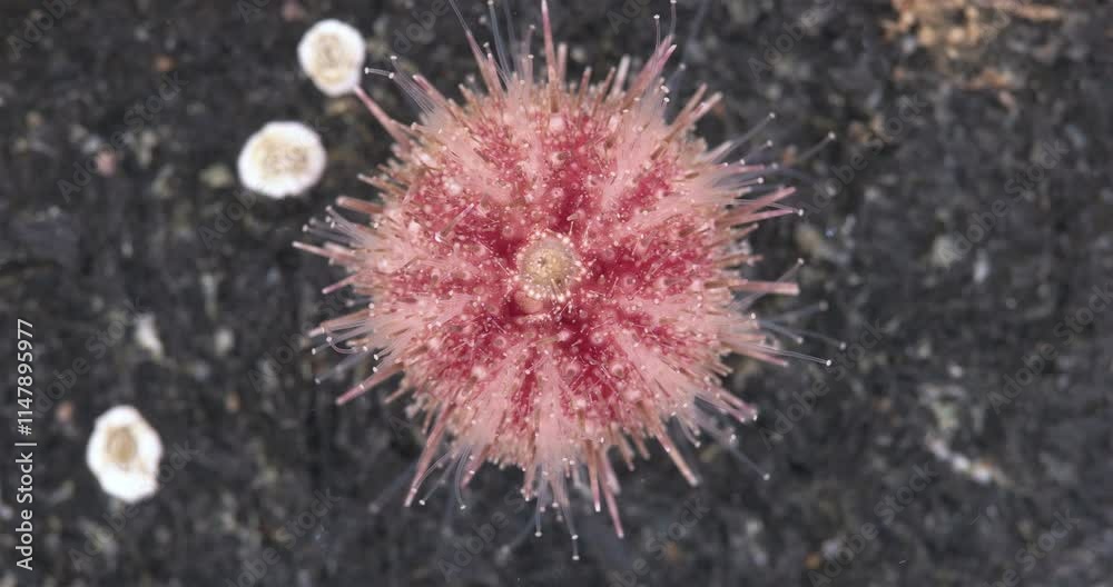 Sea urchin strongylocentrotus pallidus close-up, phylum Echinodermata ...