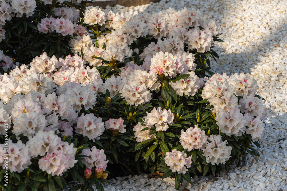 Large bush of blooming azalea grows in flowerbed among white stones ...