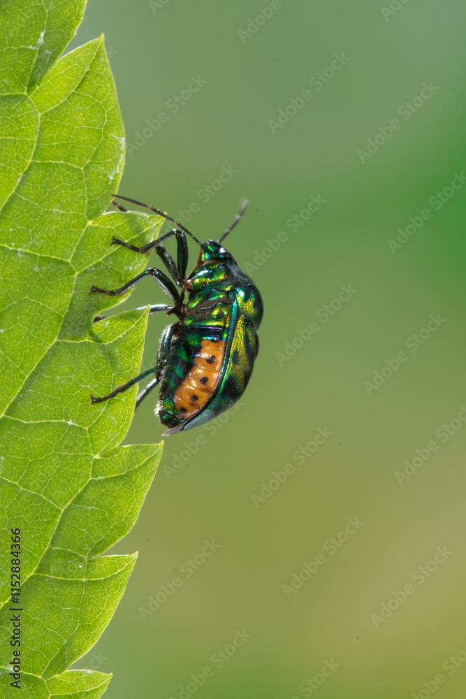 Scutelleridae is a family of true bugs. They are commonly known as ...