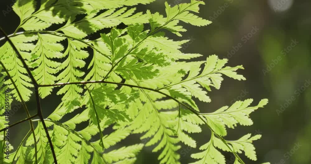 Davallia fejeensis, more commonly known as Rabbit's Foot Fern or Hare's ...