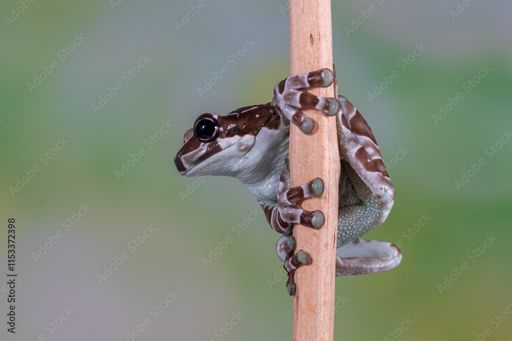 The Mission golden-eyed tree frog or Amazon milk frog (Trachycephalus ...
