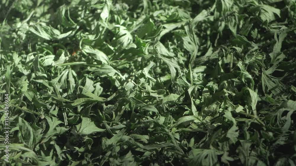 Parsley cut and prepared for drying preserves its leafy texture. Its ...