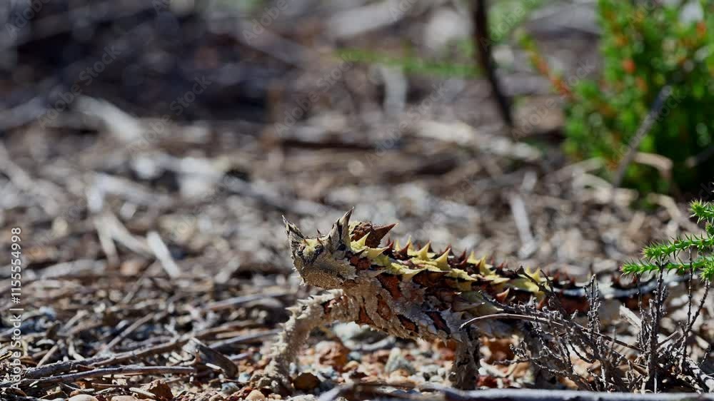 spiny little thorny devil, Moloch horridus, a small lizard native to ...