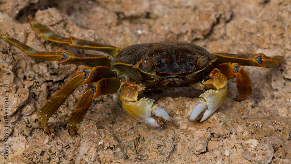 Grapsus albolineatus is a species of decapod crustacean in the family ...