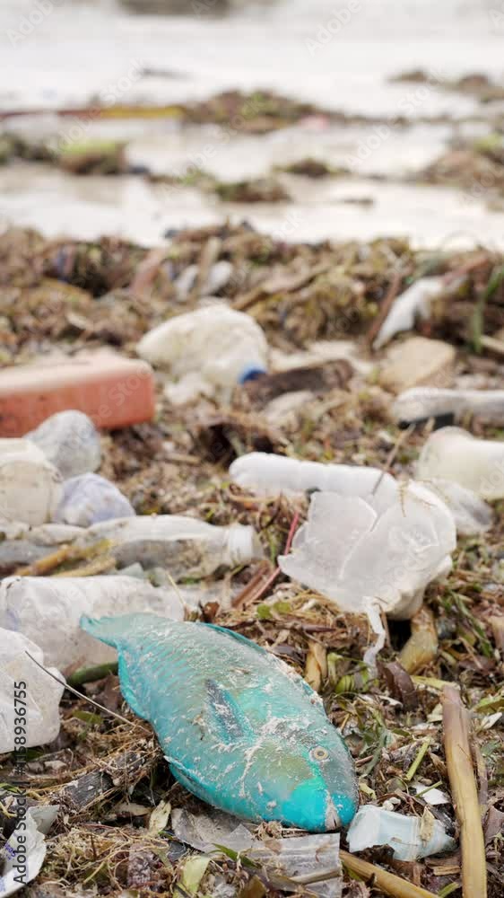 A dead fish in plastic pollution on a beach, microplastics in ocean ...