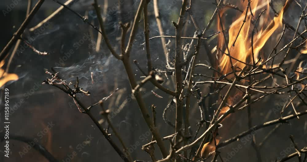 Forest fire in close-up. The branches of shrubs and trees are burning ...