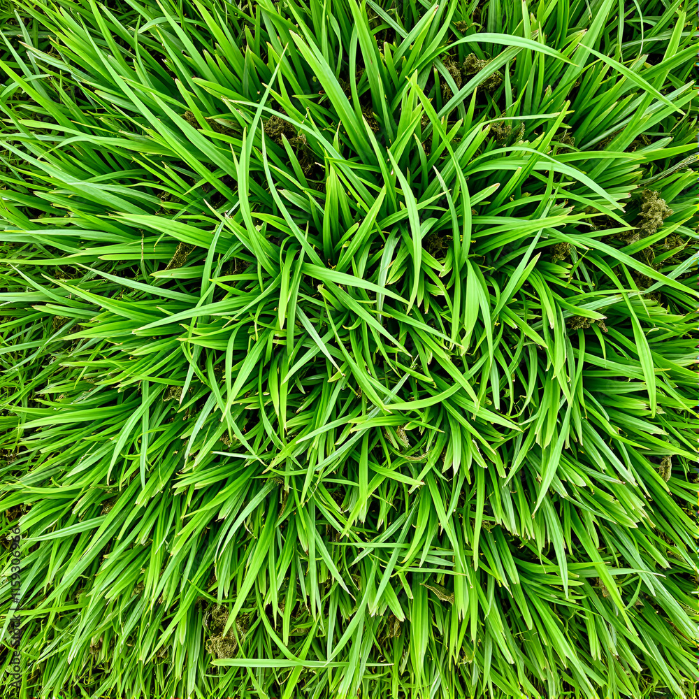 Green grass Japanese grass (Zoysia japonica). Green grass texture for ...
