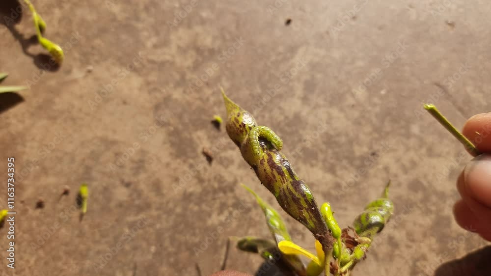Pod borer attack on pigeon pea pod. Maruca vitrata is a tropical pest ...