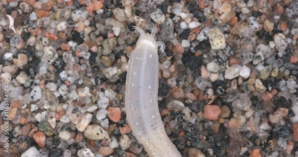 Sea cucumber Chiridota laevis under microscope, class Holothuroidea ...