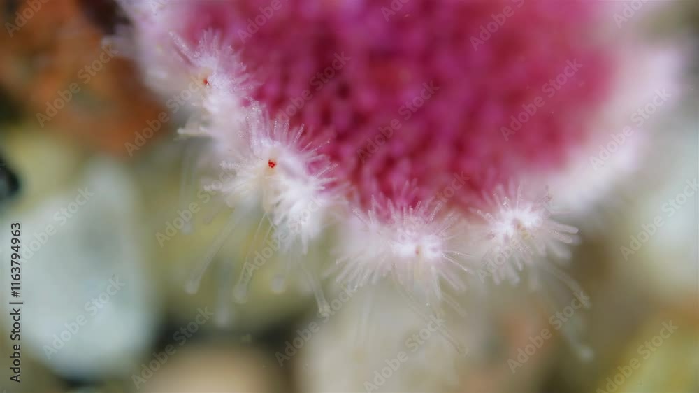 Young starfish Crossaster papposus close up, Solasteridae family ...