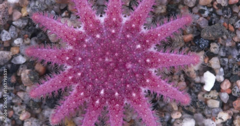 Young starfish Crossaster papposus close up, Solasteridae, phylum ...