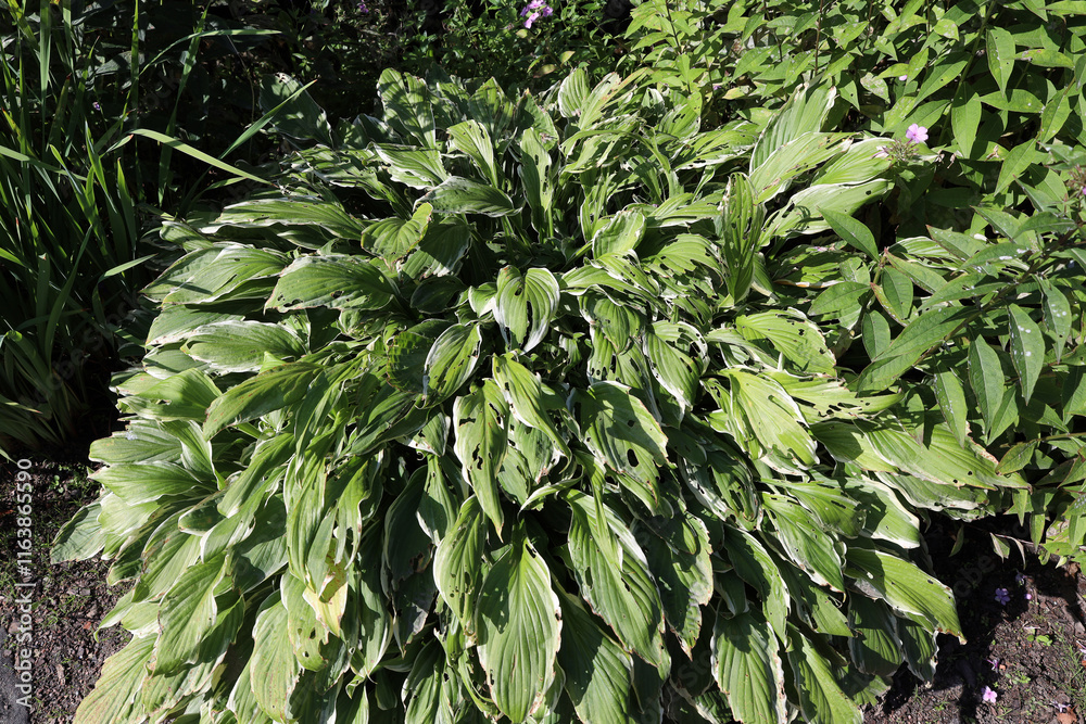 Poster a large hosta bush whose leaves have been damaged by ...