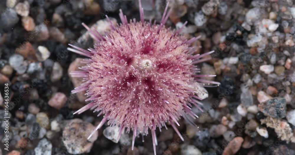 Sea urchin strongylocentrotus pallidus close-up, phylum Echinodermata ...