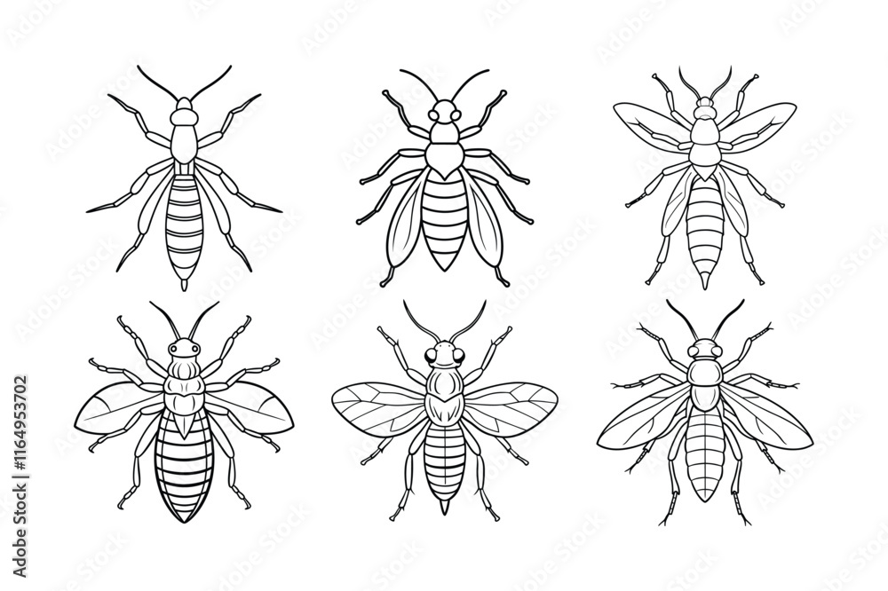 Poster Thrips (Thysanoptera) insect design, labeled line art vector ...