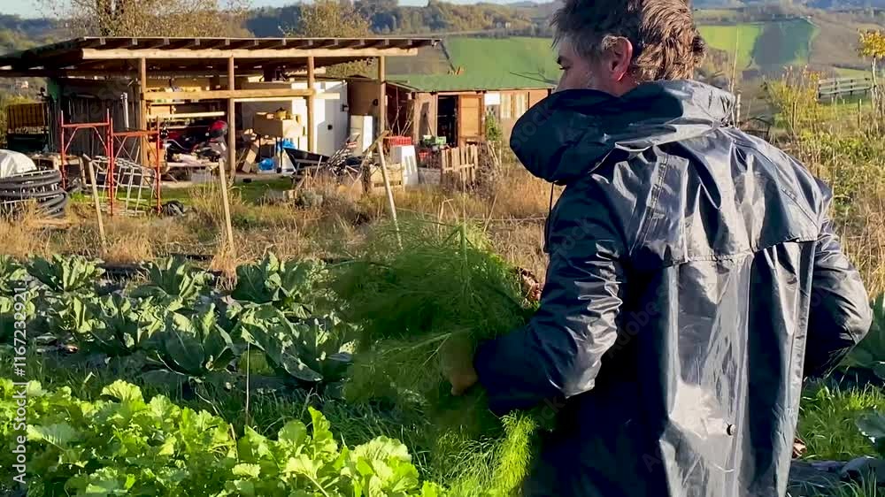 Italian farmer harvesting fennel in his organic vegetable garden in ...