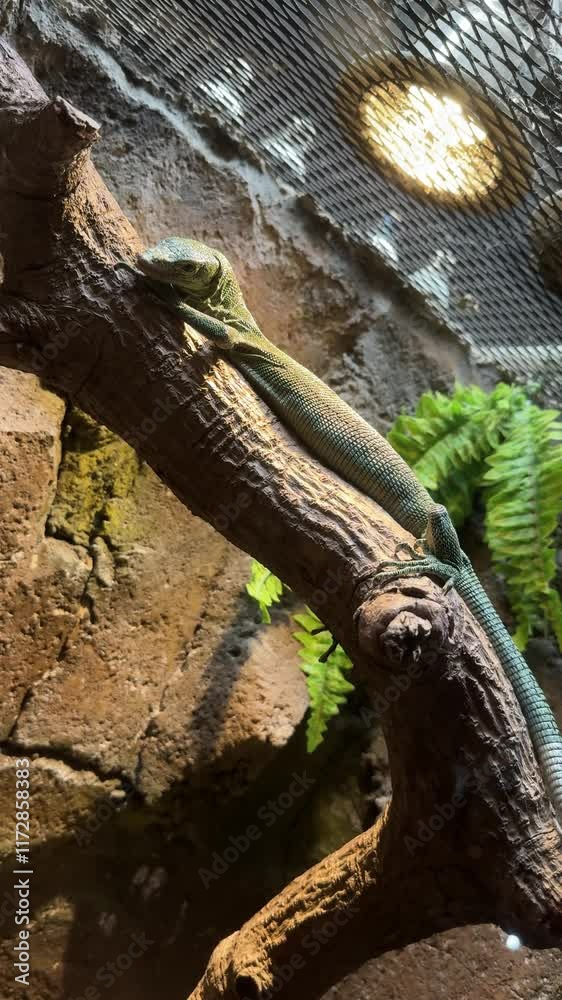 Vidéo Stock biak tree monitor (varanus kordensis) or biawak kordensis ...
