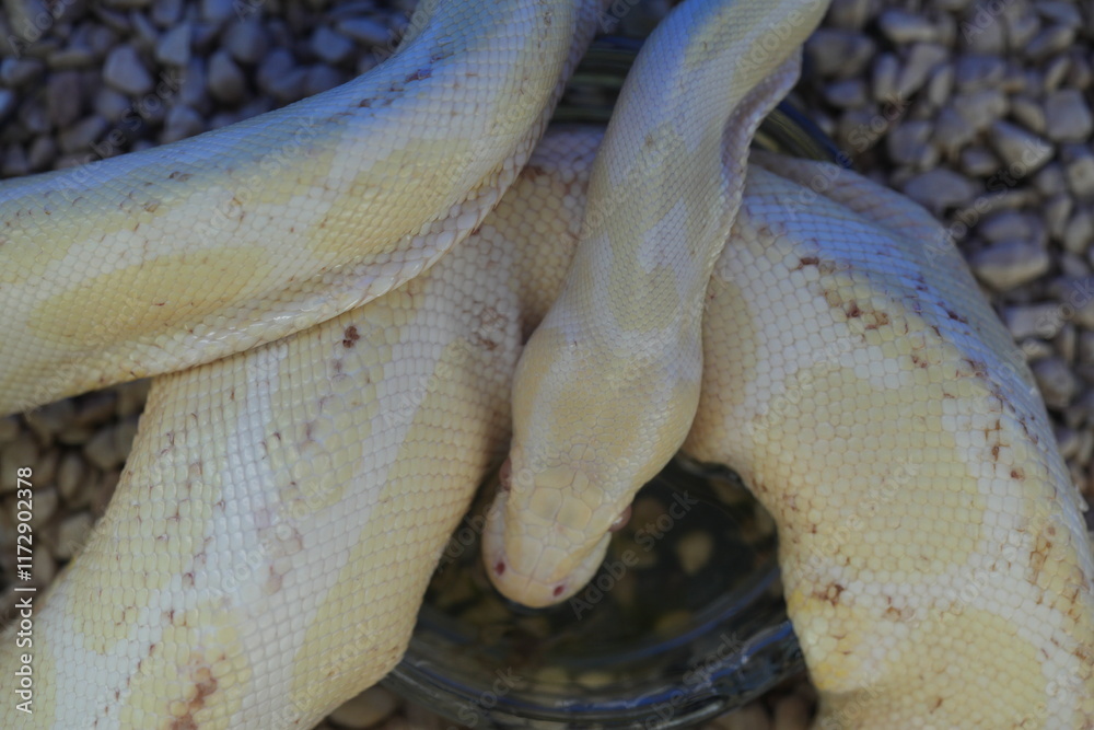 Poster Python bivittatus, commonly known as the Burmese python, is a ...