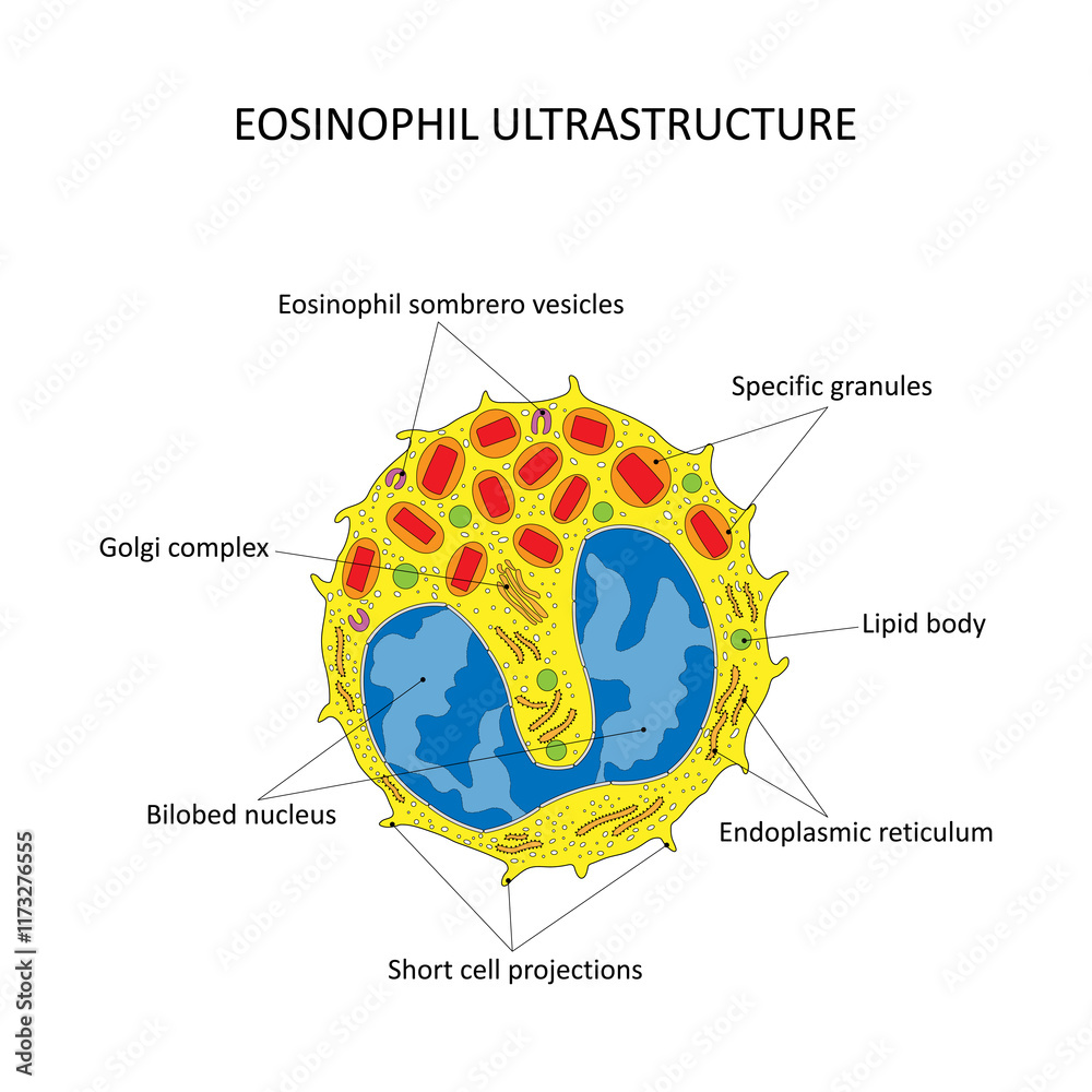 Plakát EOSINOPHIL ULTRASTRUCTURE (eosinophil seen under the electron ...