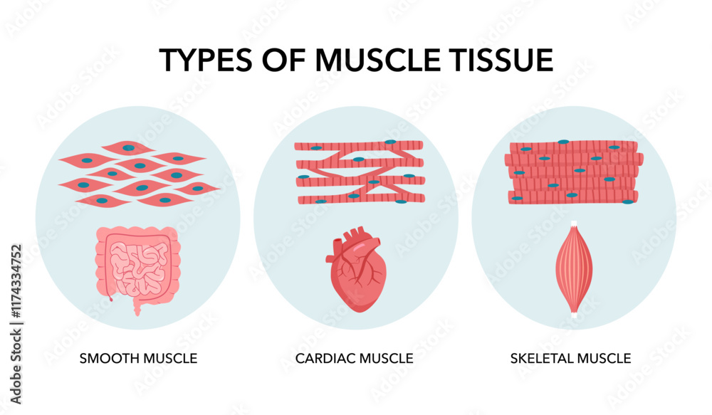 Vetor do Stock: Types of muscle cells skeletal, cardiac, and smooth ...