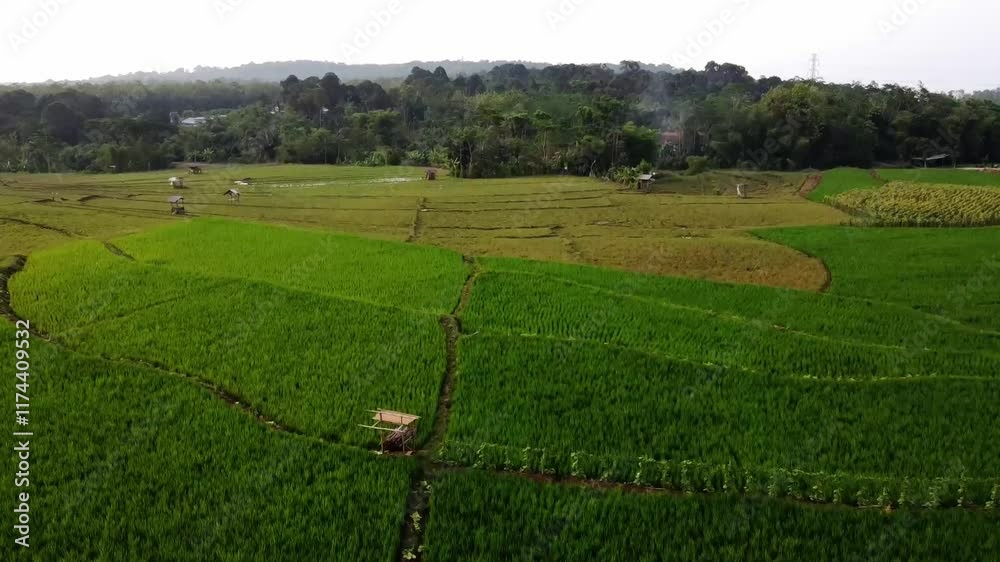 aerial panorama of agrarian rice fields landscape in the village of ...