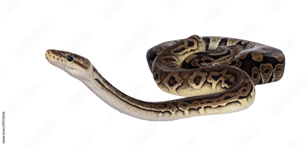Poster Two morphs of Ball Python aka Python Regius, tangled up and ...