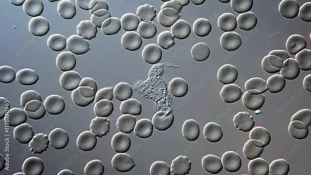 Movement of human white blood cells types (WBCs) under microscope Stock ...