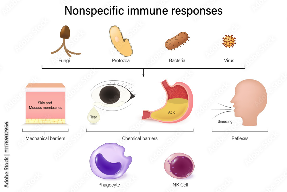 Nonspecific immune responses diagram. First line of defense and second line of defense. Immune ...