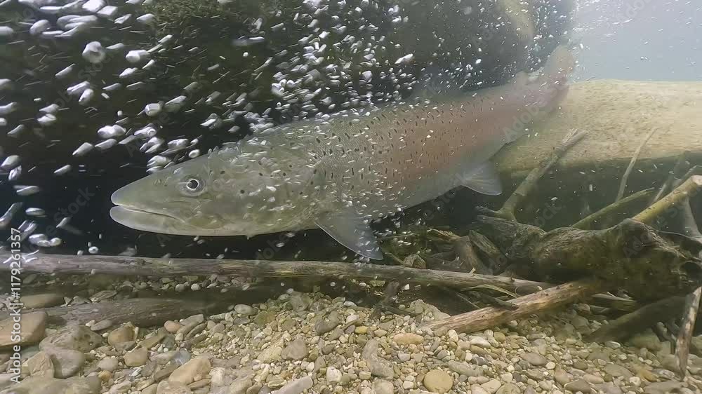 Underwater Close-up footage of Huchen freshwater fish, Danube salmon ...