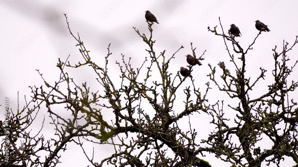 plan fixe avec des oiseaux perchés sur un vieil arbre, qui est balayé ...