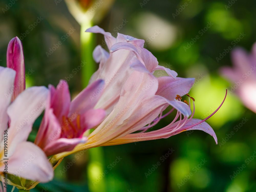 Poster Lycoris squamigera is a species of monocotyledonous plant of the ...